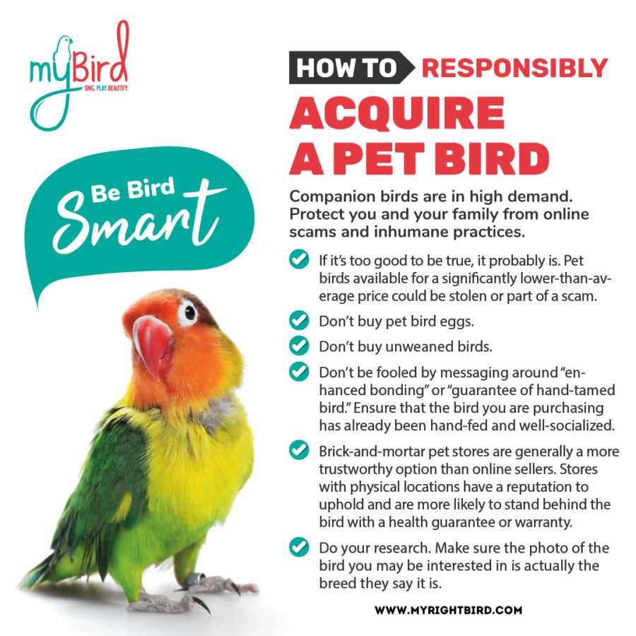 The Do’s and Don’ts of Acquiring a Pet Bird Responsibly | myBird