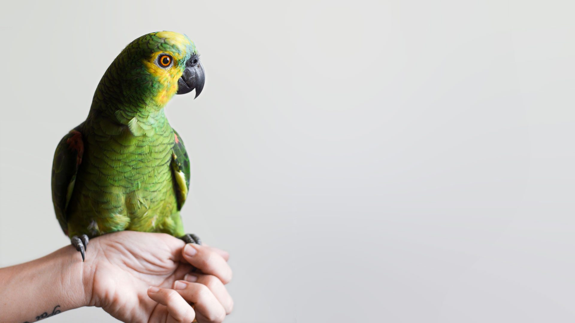 What's in a Name? Ideas for Every Birdie | myBird