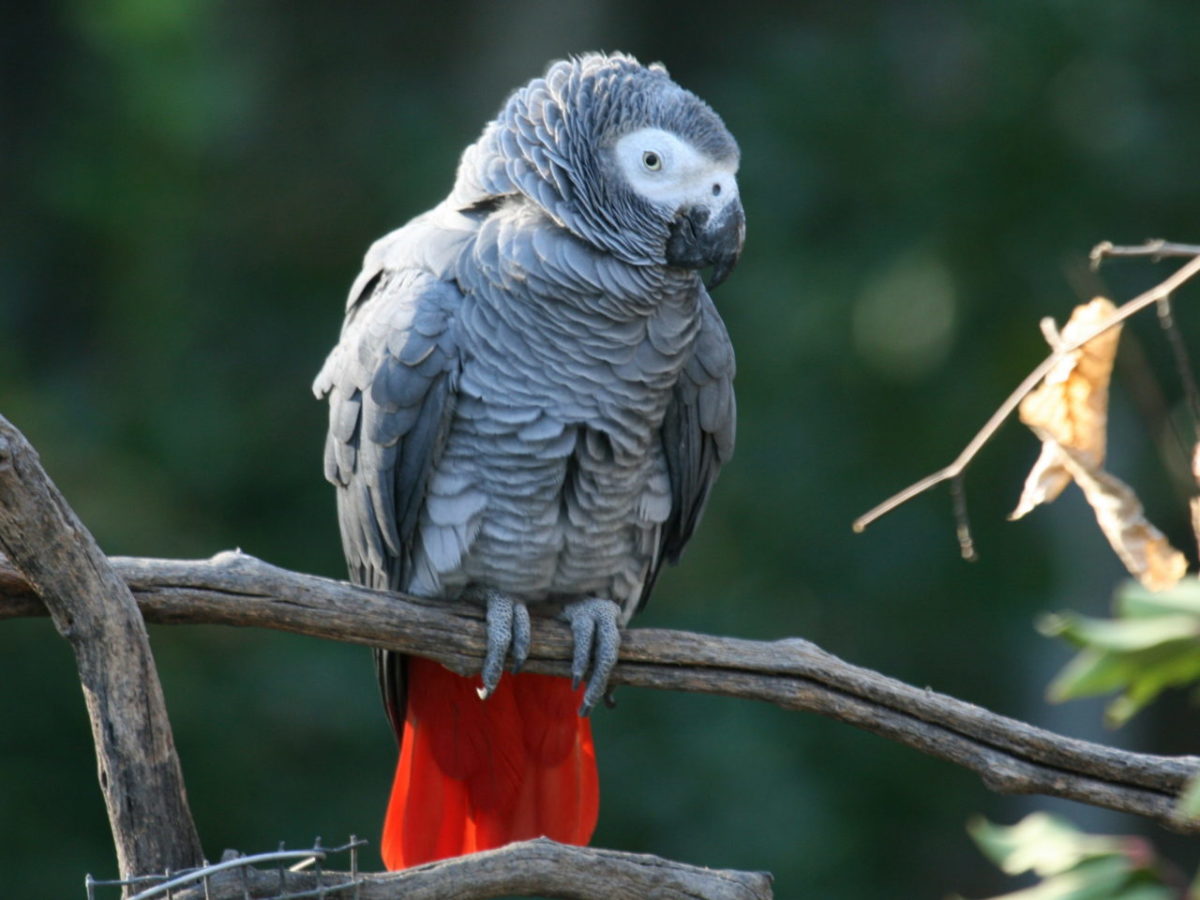 African Grey | myBird