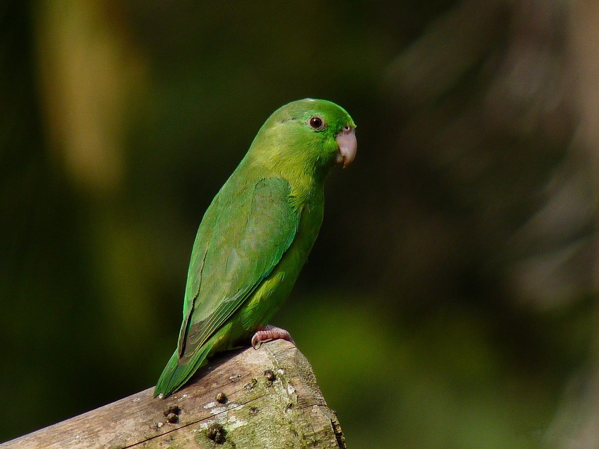 Parrotlet - myBird