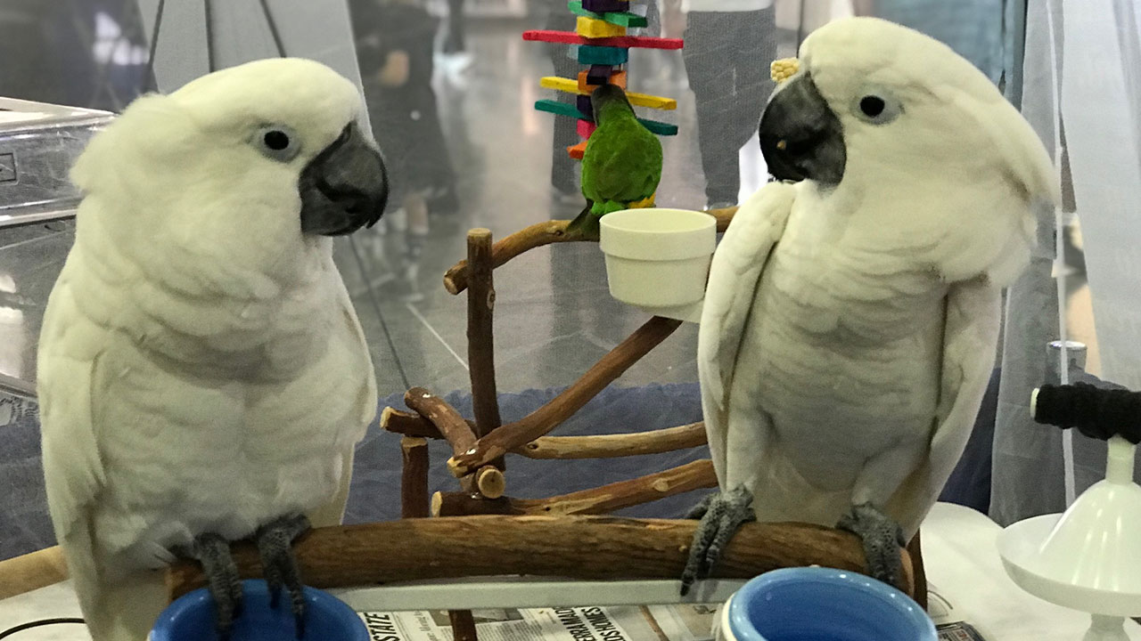 What to Know Before Sending Your Pet Bird to an Avian Boarding Facility ...