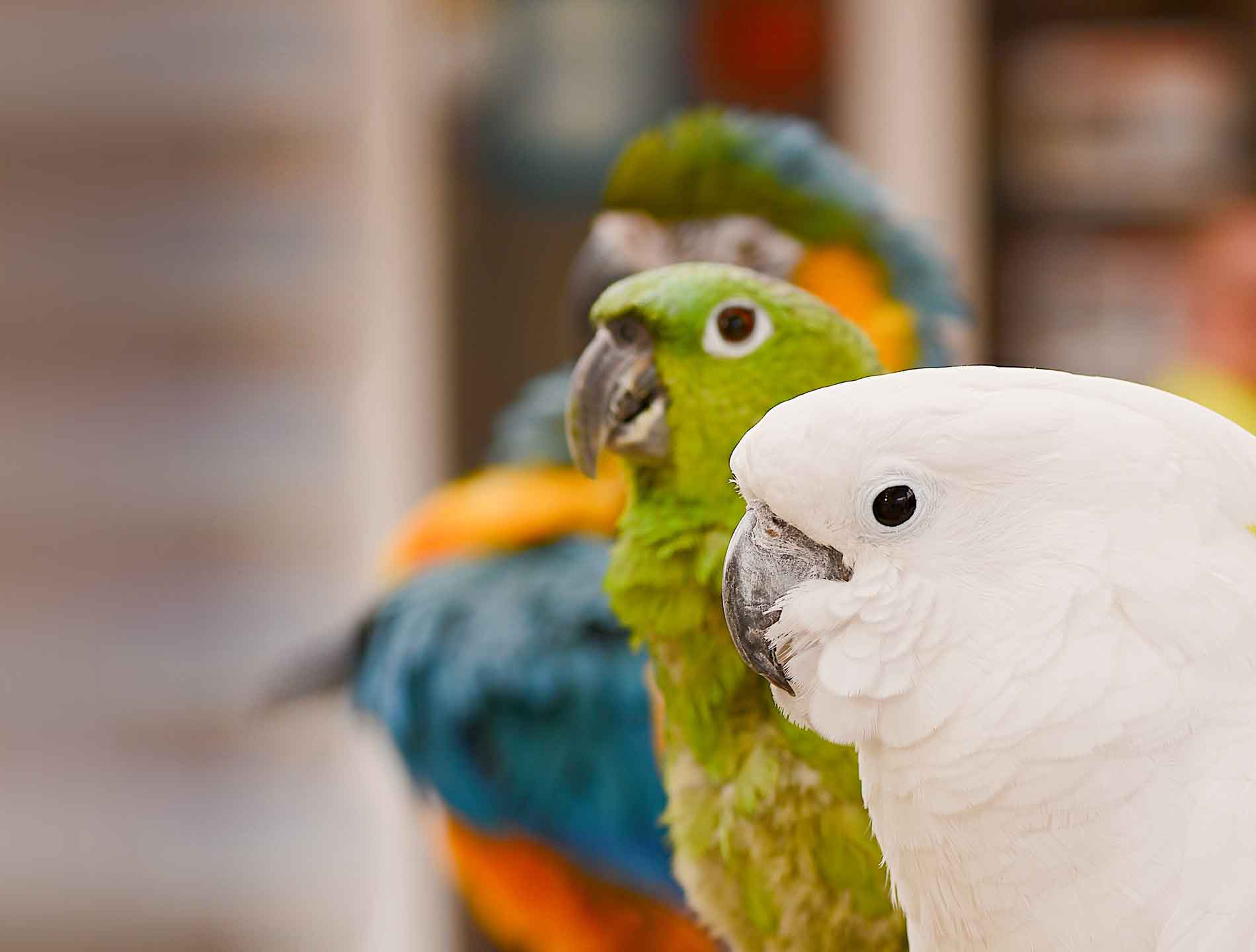 Get Involved | myBird