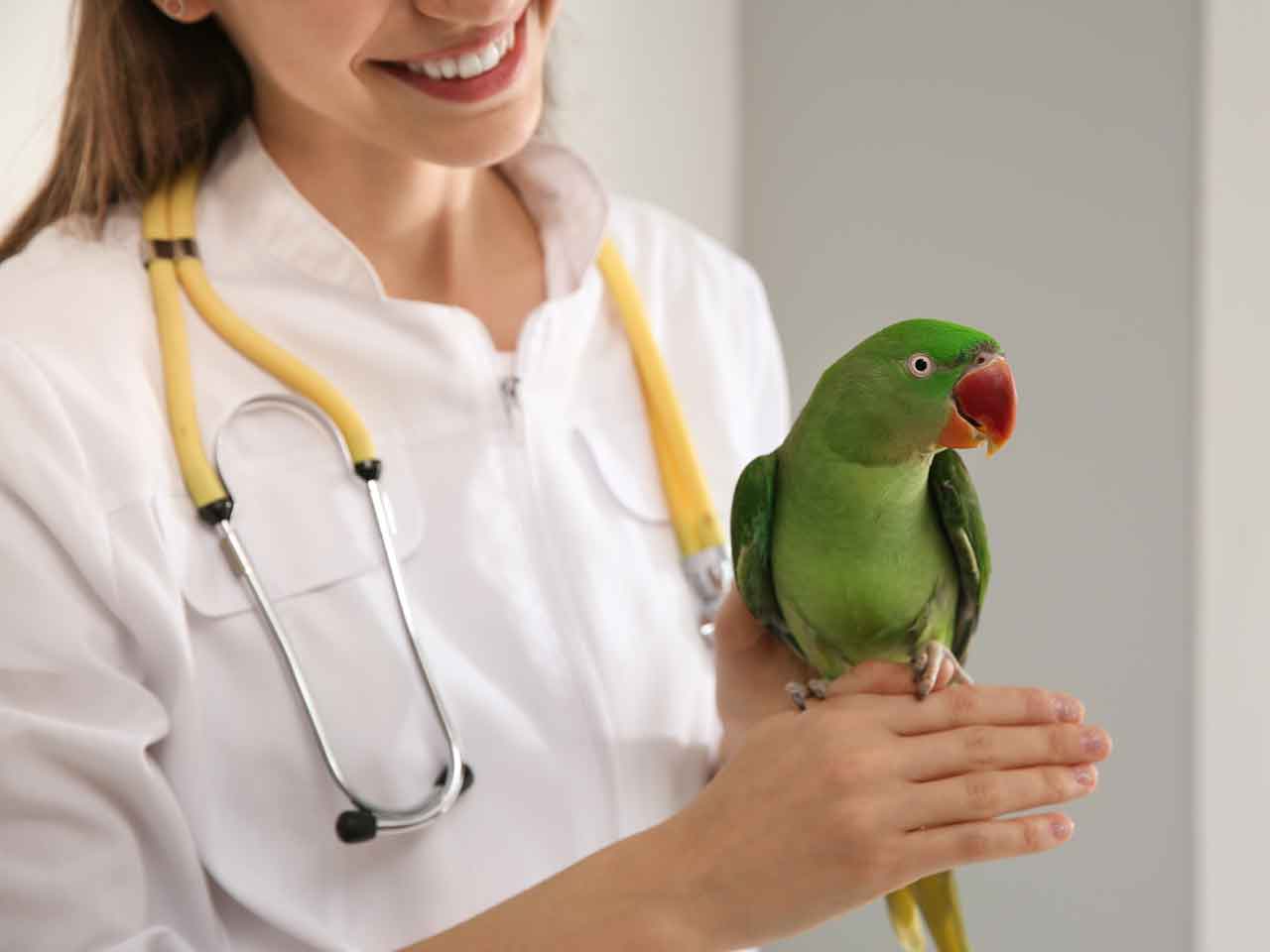 10 Key Questions to Ask Your Avian Vet | myBird