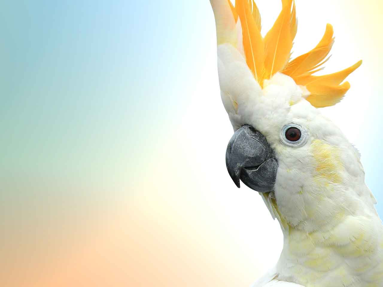 What Pet Bird Owners Should Know About Cockatoos | myBird