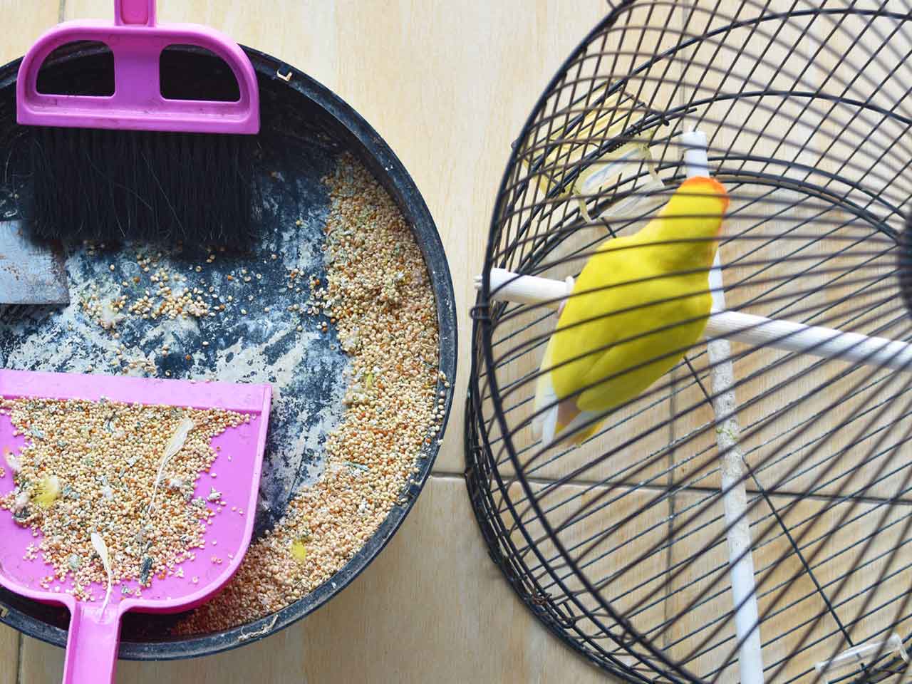 Doing Some Spring Cleaning? Keep These Bird-Safe Cleaning Tips in Mind ...
