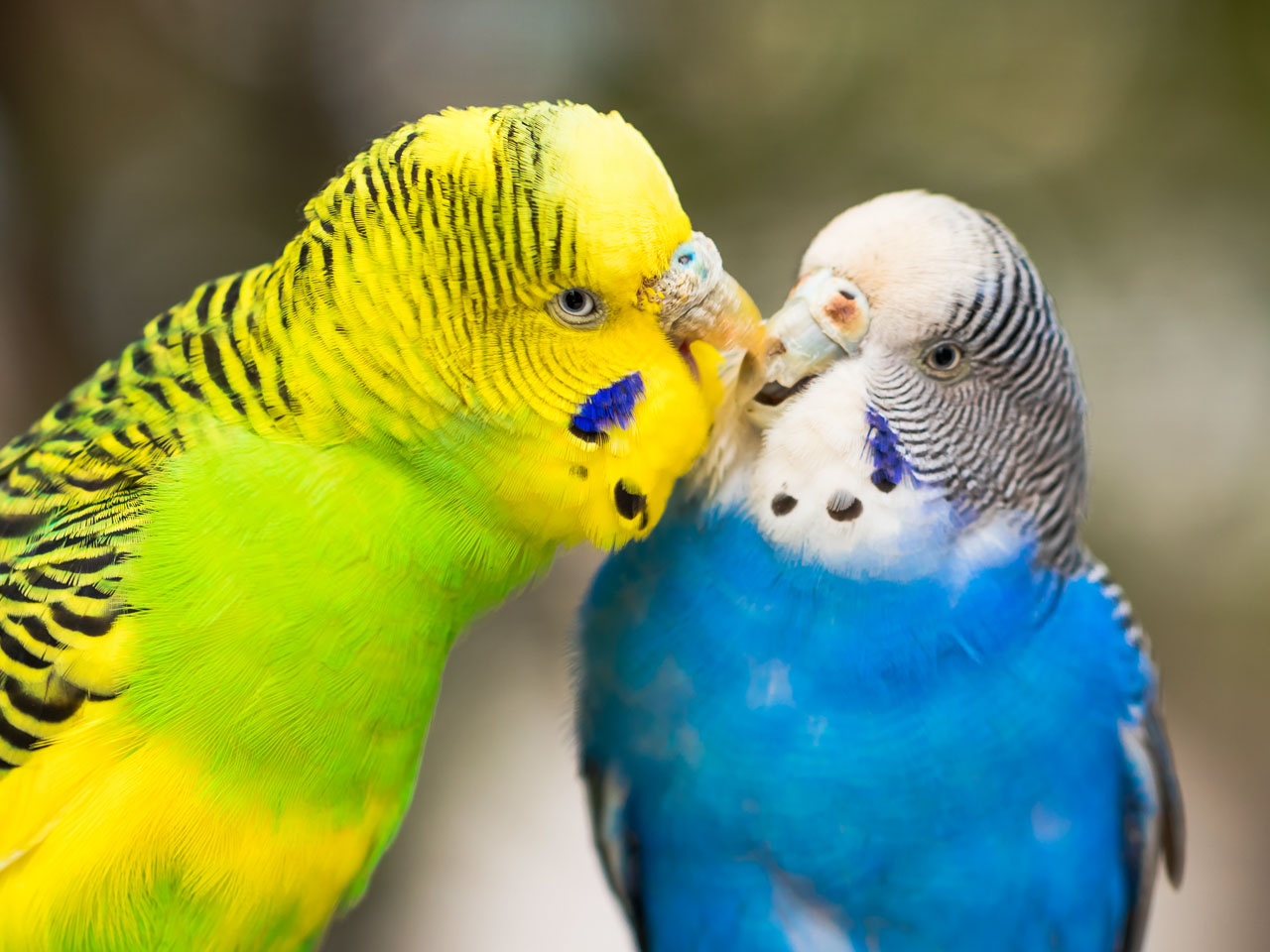 How to Introduce New Birds to Each Other | myBird